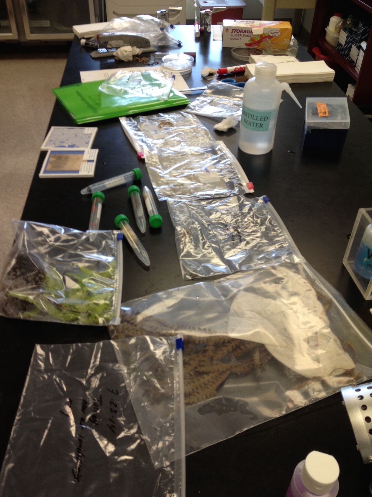 Photos from the Magnificent Microbes program | MICROBES AND MORE