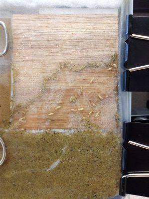 Photos from the Magnificent Microbes program | MICROBES AND MORE