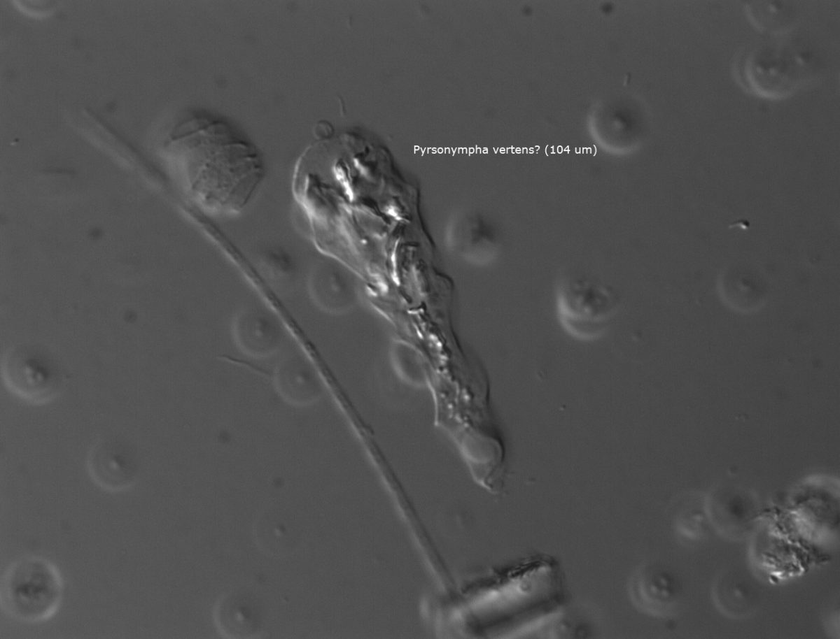 Termite gut microbes | Noll Lab