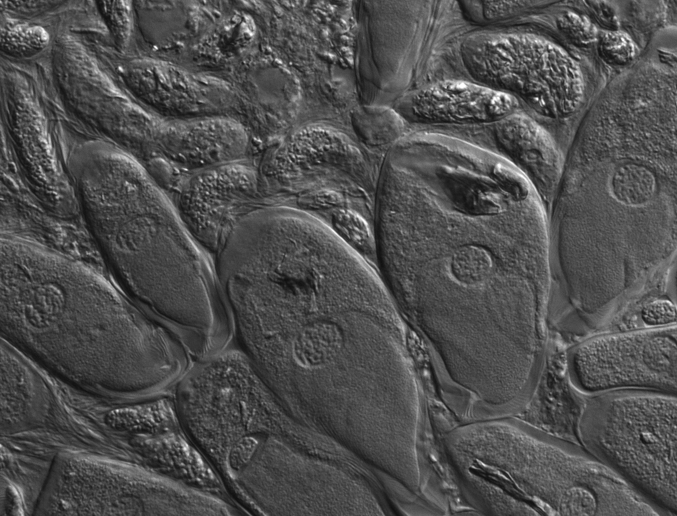 Termite gut microbes | Noll Lab